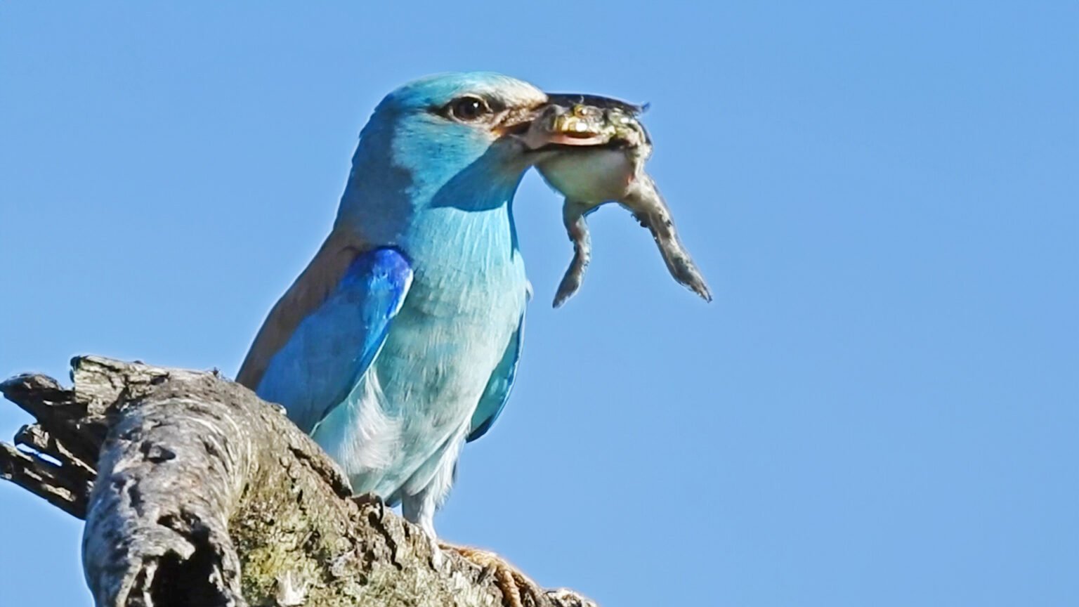 Froggy Buffet for Beautiful Birds