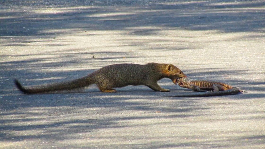 Mongoose Rips out Lizard's Eyes