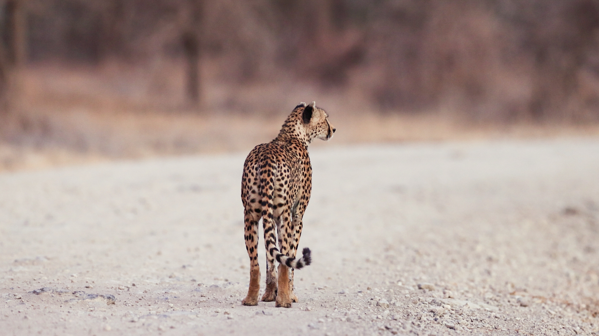 Cheetah with Broken Back Tries Running After Leopard Attack