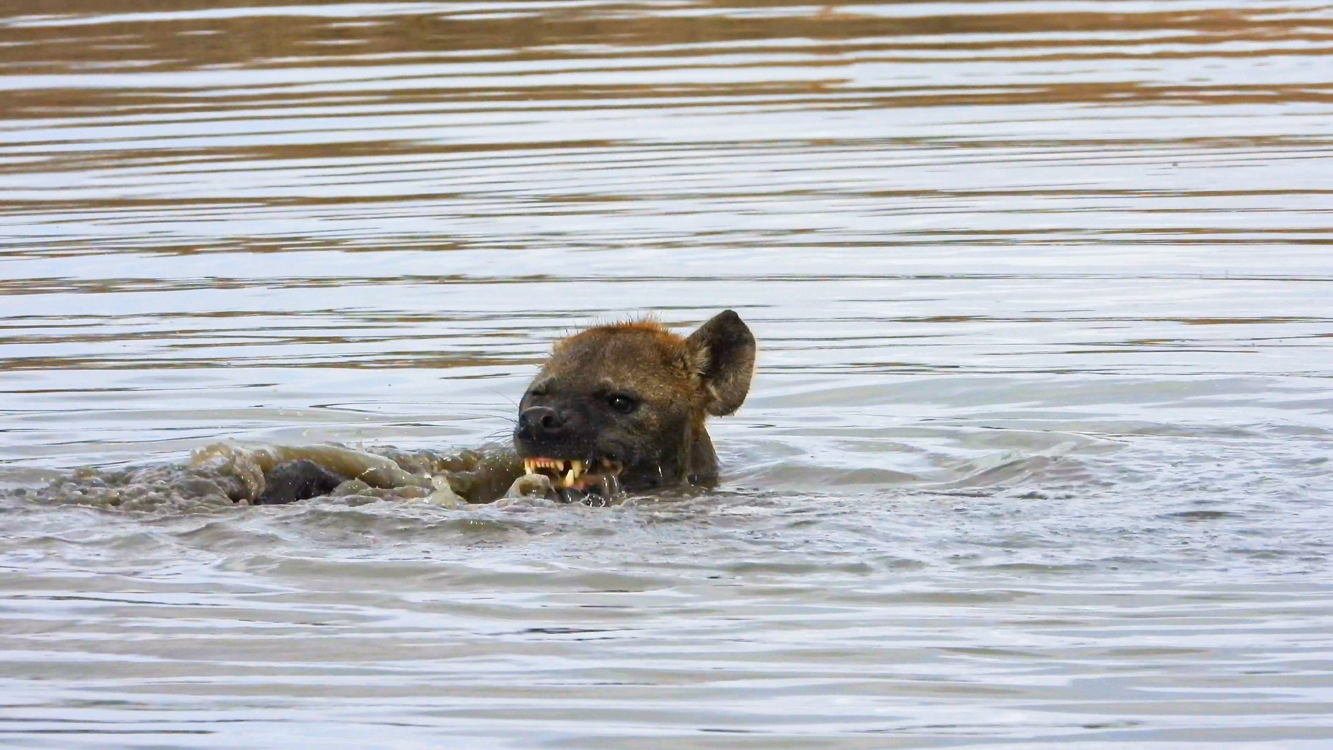 Hyena Swims Backstroke