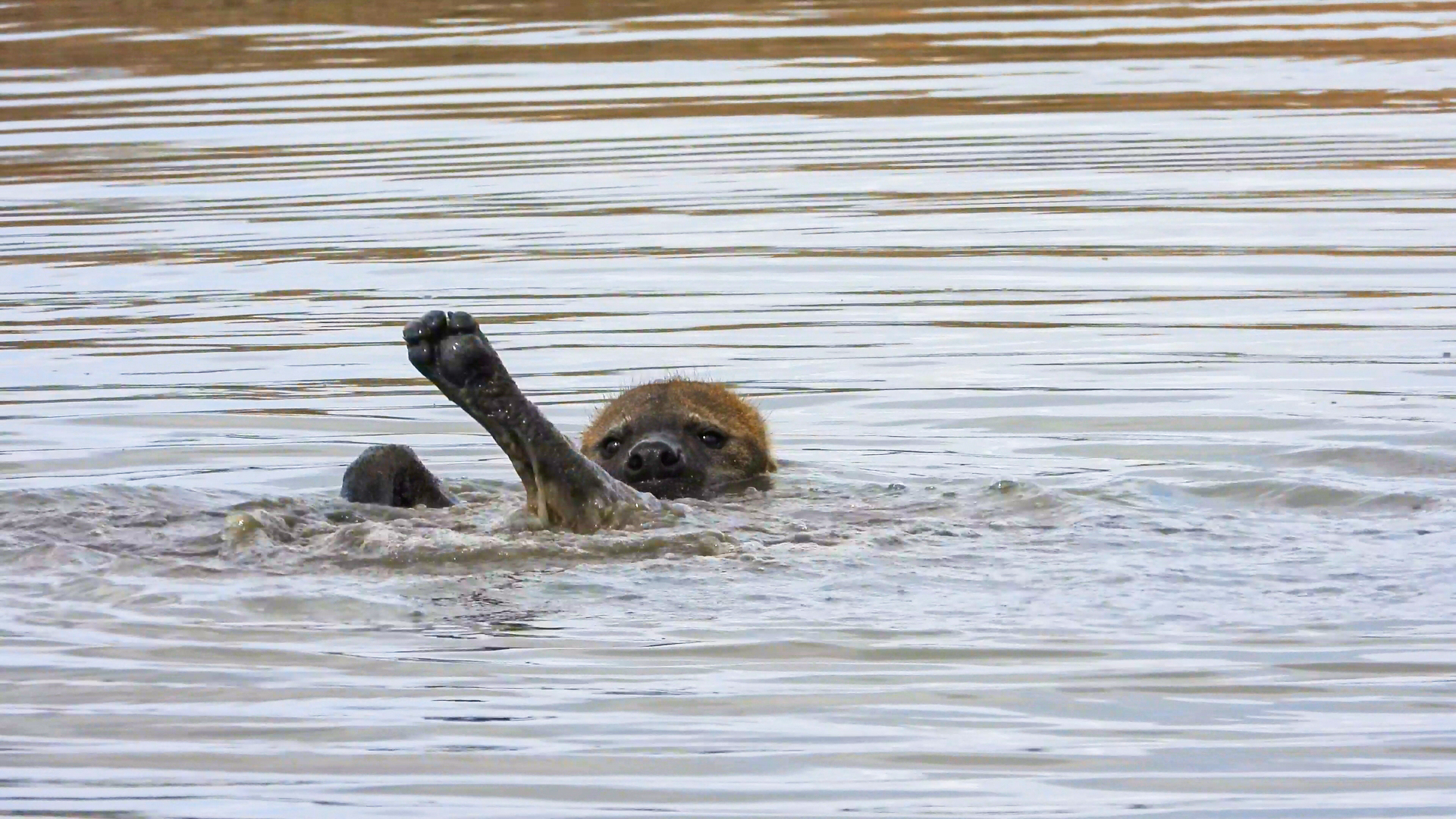 Hyena Swims Backstroke
