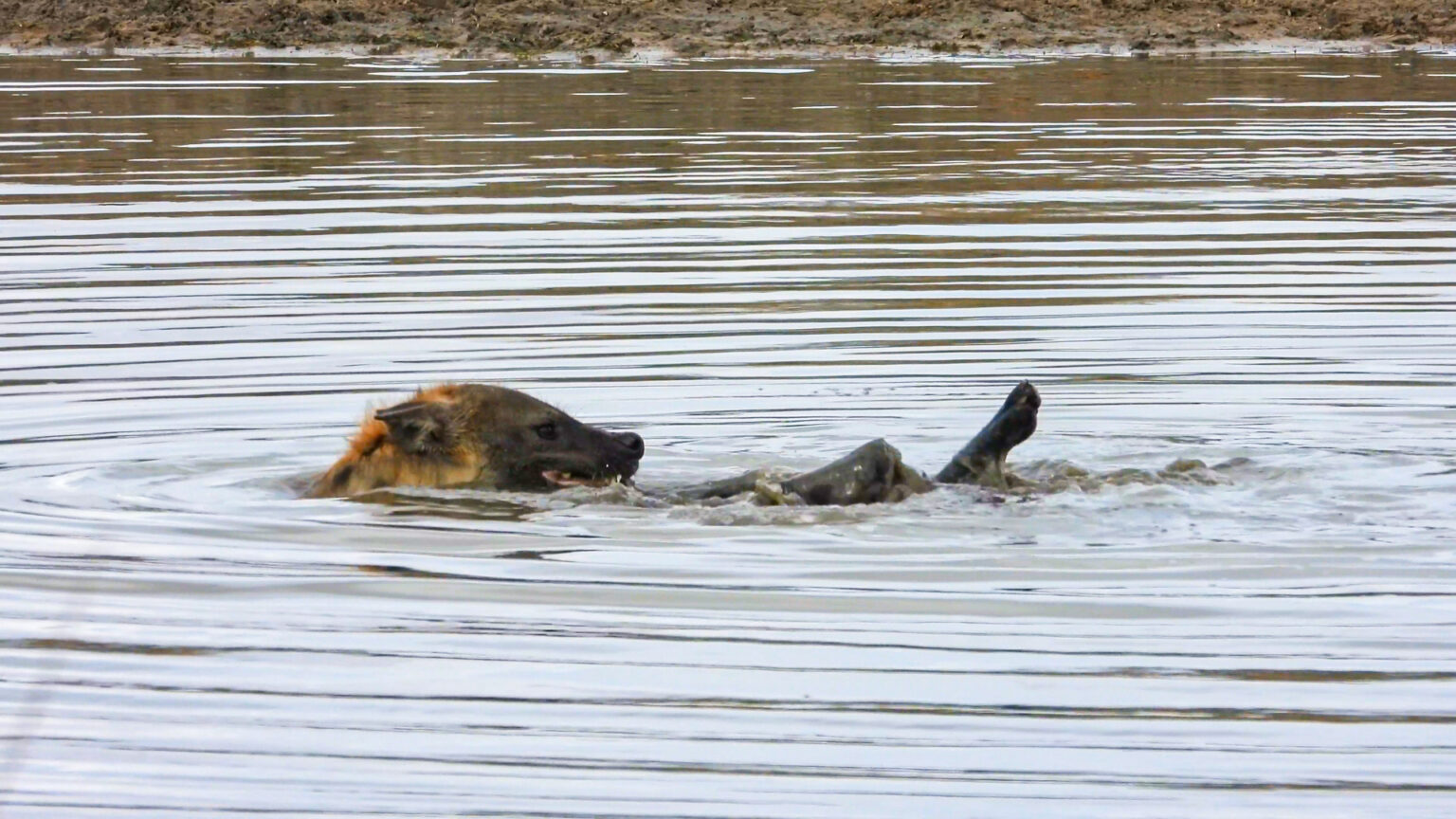 Hyena Swims Backstroke