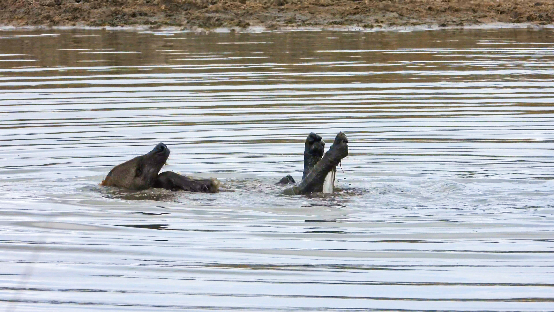 Hyena Swims Backstroke