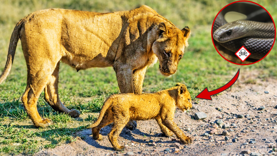 Lion Cub Bitten by Snake Struggles to Keep Up with Mother
