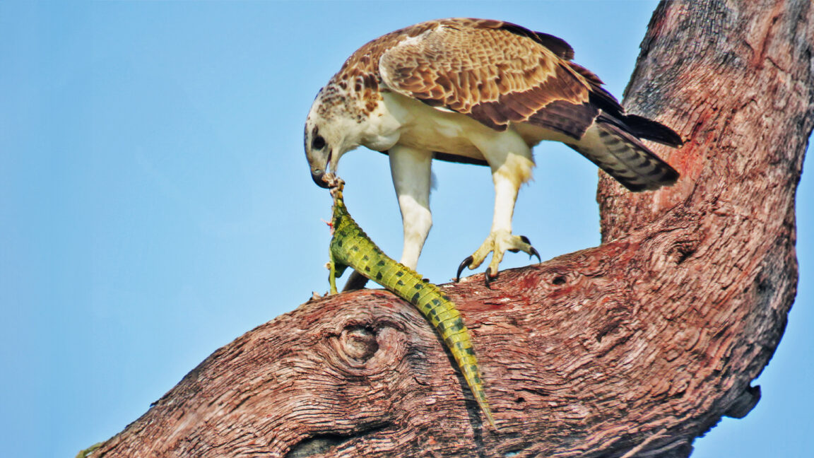 Eagle Eats Crocodile in Tree
