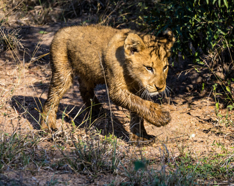 Lion Cub Bitten by Snake Struggles to Keep Up with Mother
