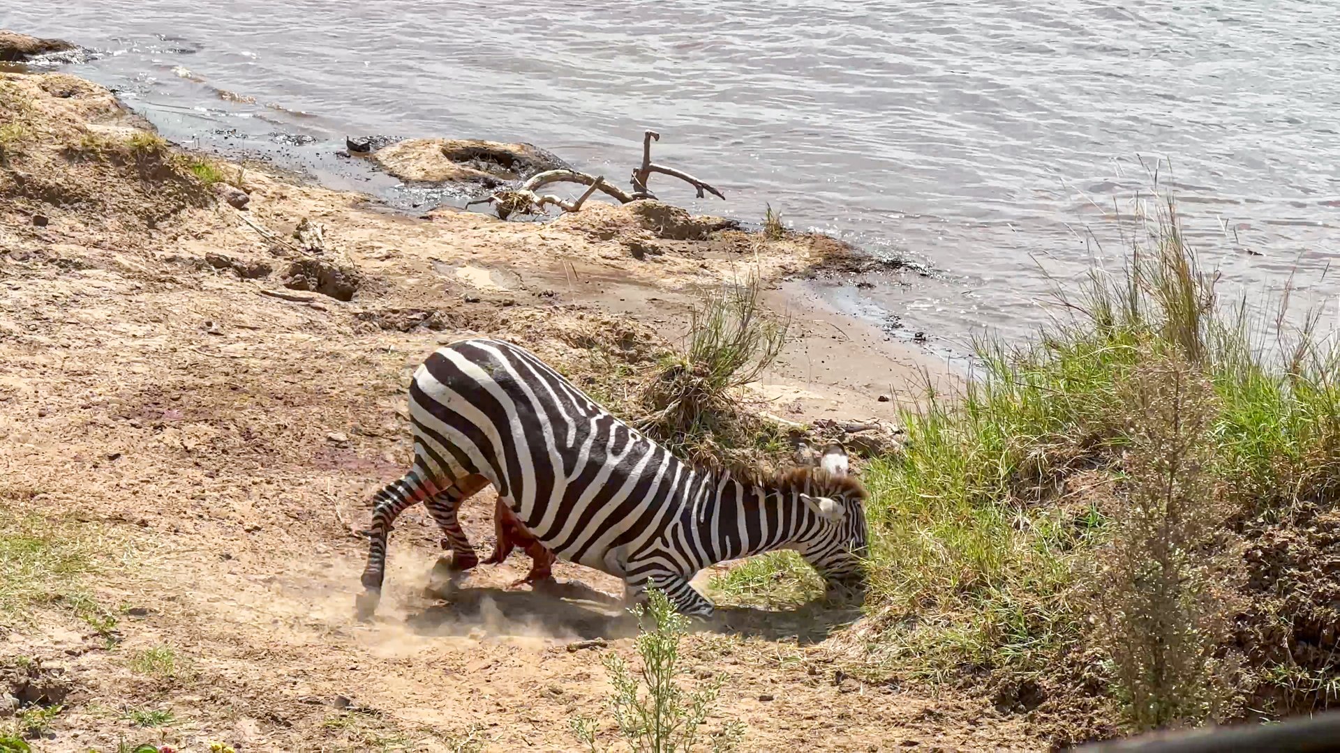 Zebra Slowly Loses Life after Guts are Torn Out
