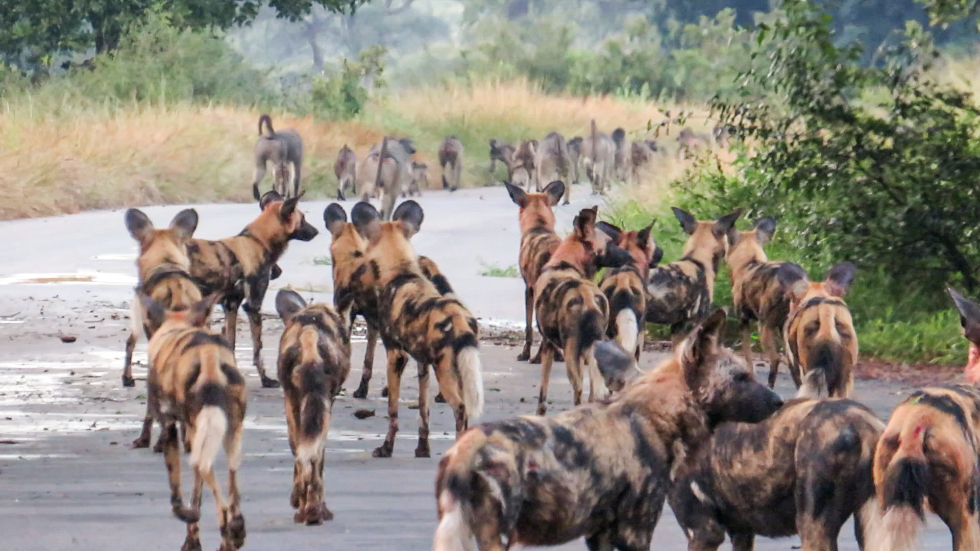 Single Baboon Stuck Between 20 Wild Dogs