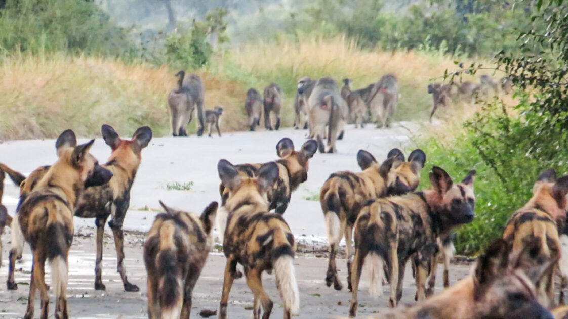 Single Baboon Stuck Between 20 Wild Dogs