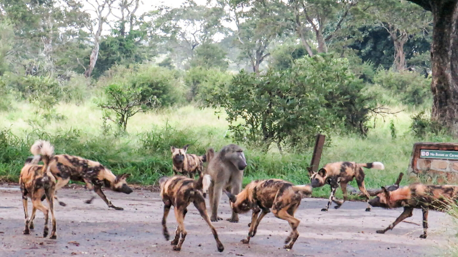 Single Baboon Stuck Between 20 Wild Dogs