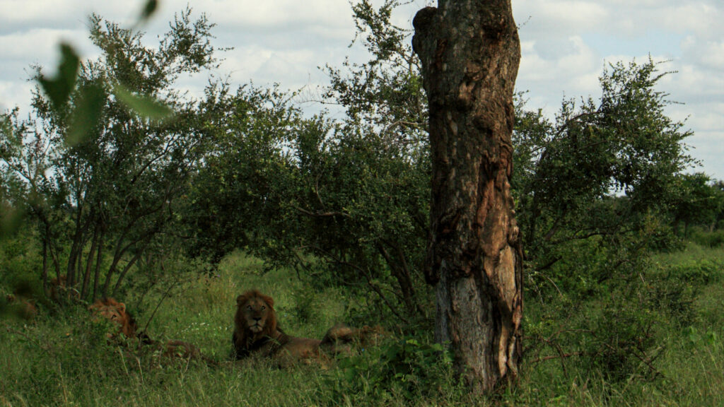 Lioness Defies Gravity to Escape 7 Male Lions