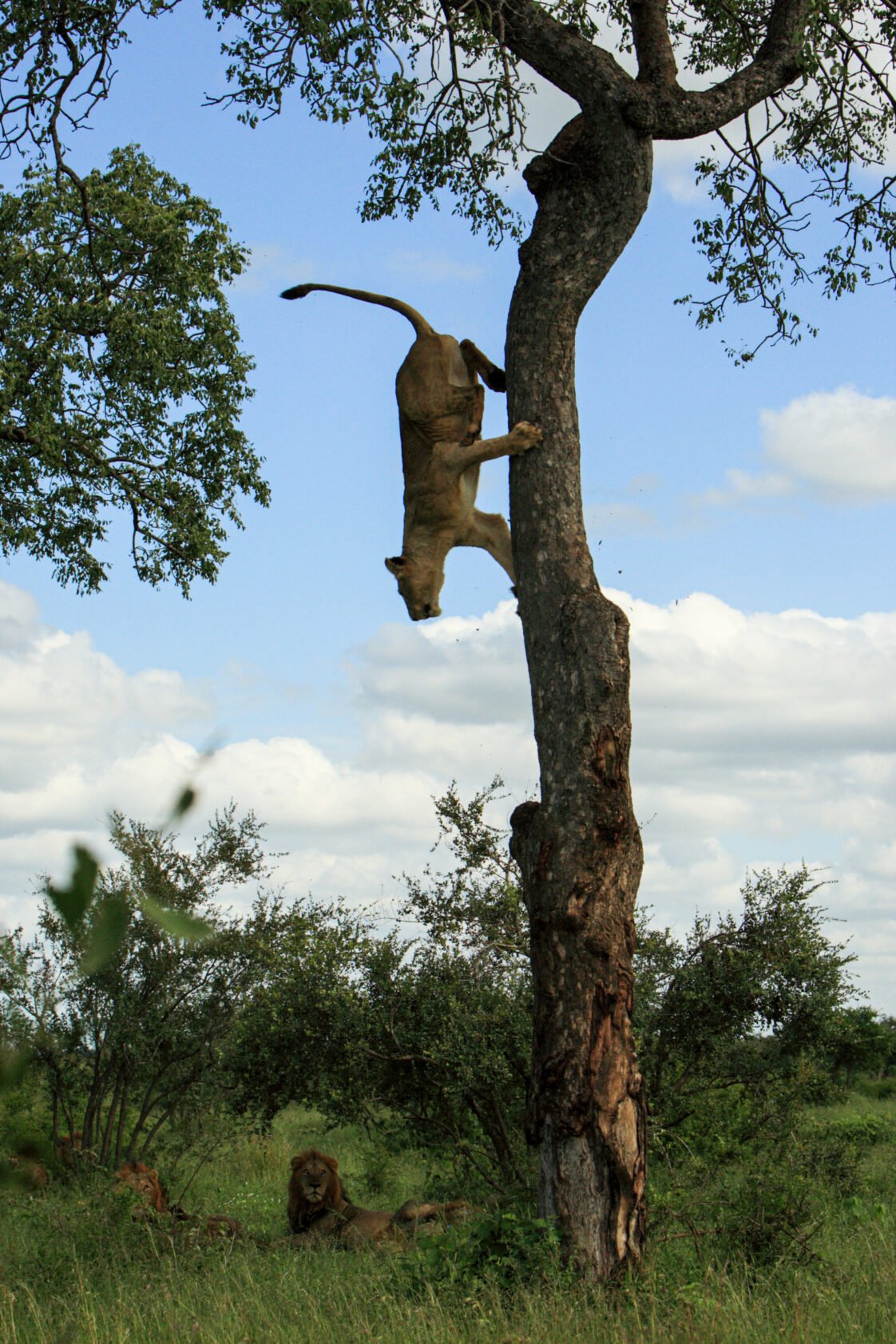 Lioness Defies Gravity to Escape 7 Male Lions