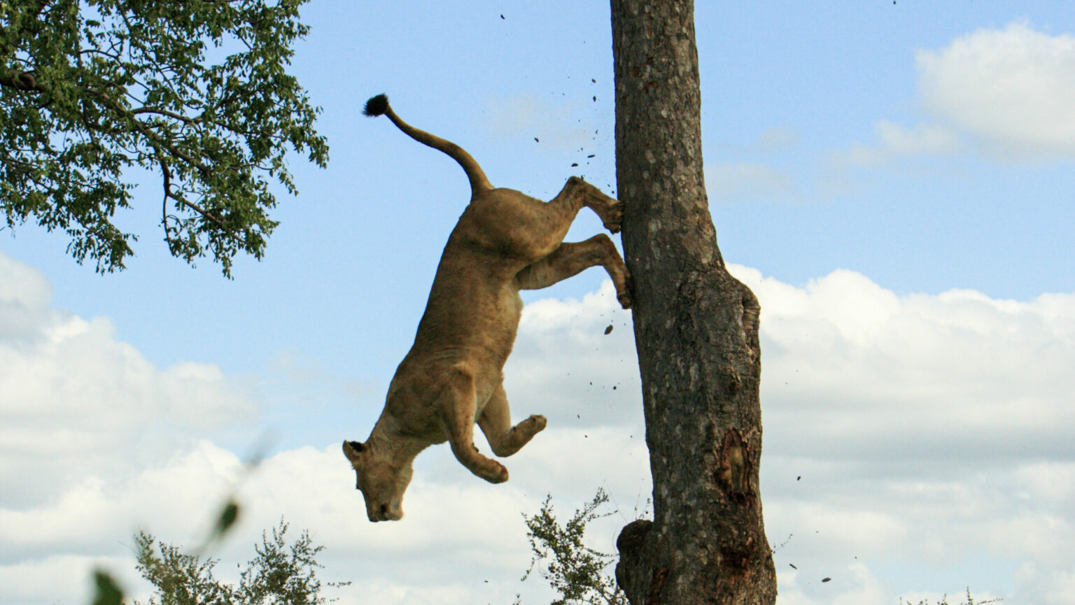 Lioness Defies Gravity to Escape 7 Male Lions
