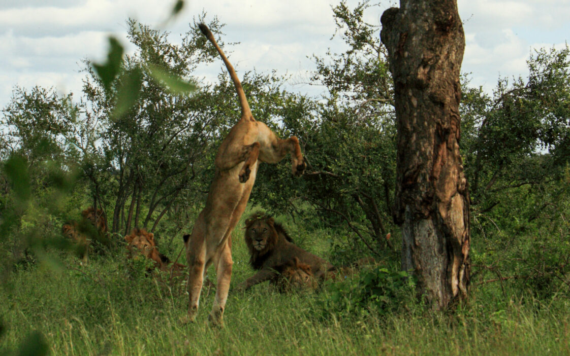Lioness Defies Gravity to Escape 7 Male Lions