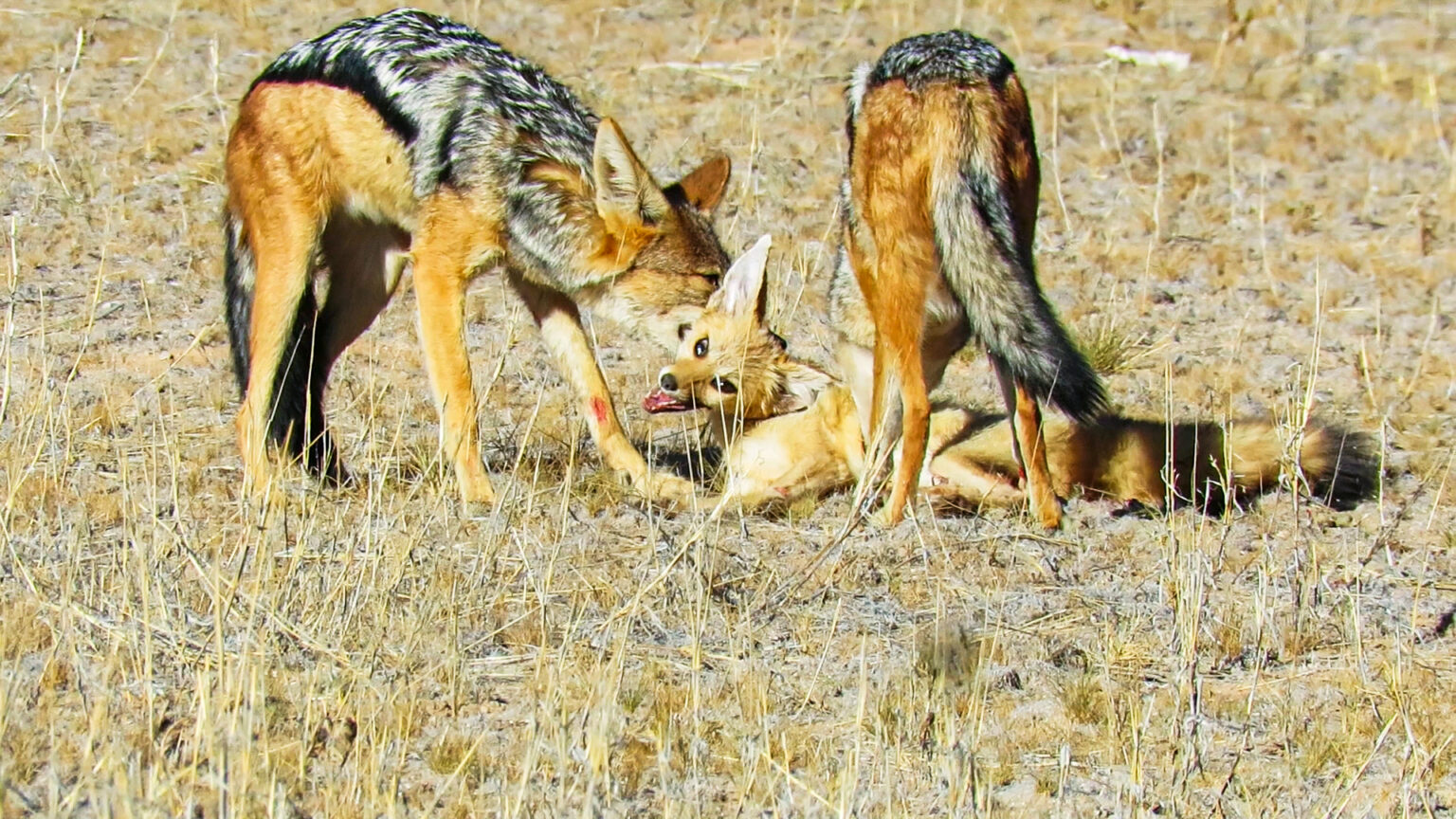Jackals Rip Fox Apart While it Fights Back