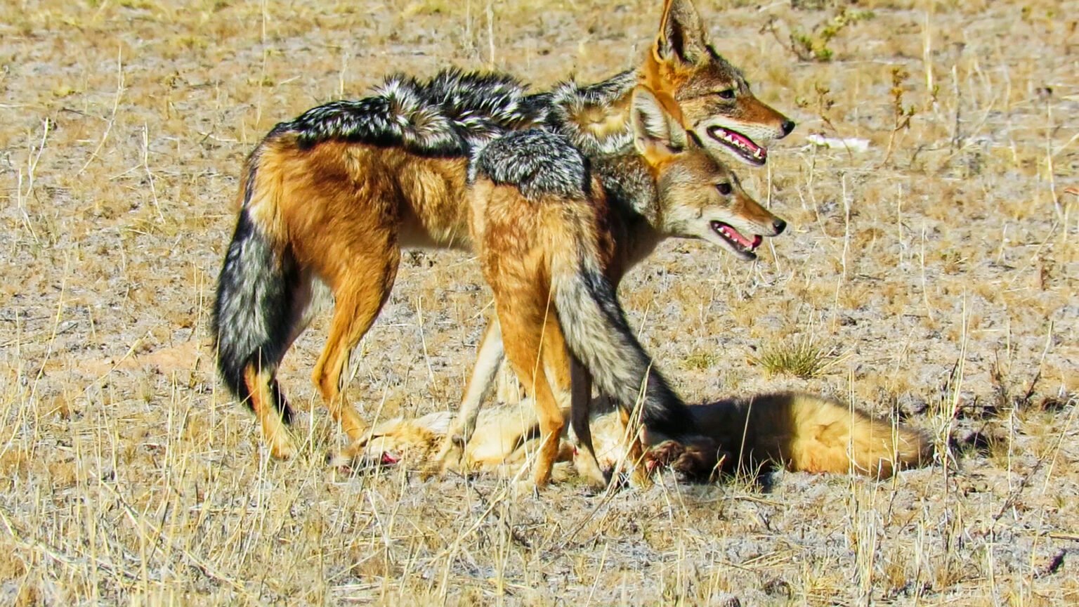 Jackals Rip Fox Apart While it Fights Back