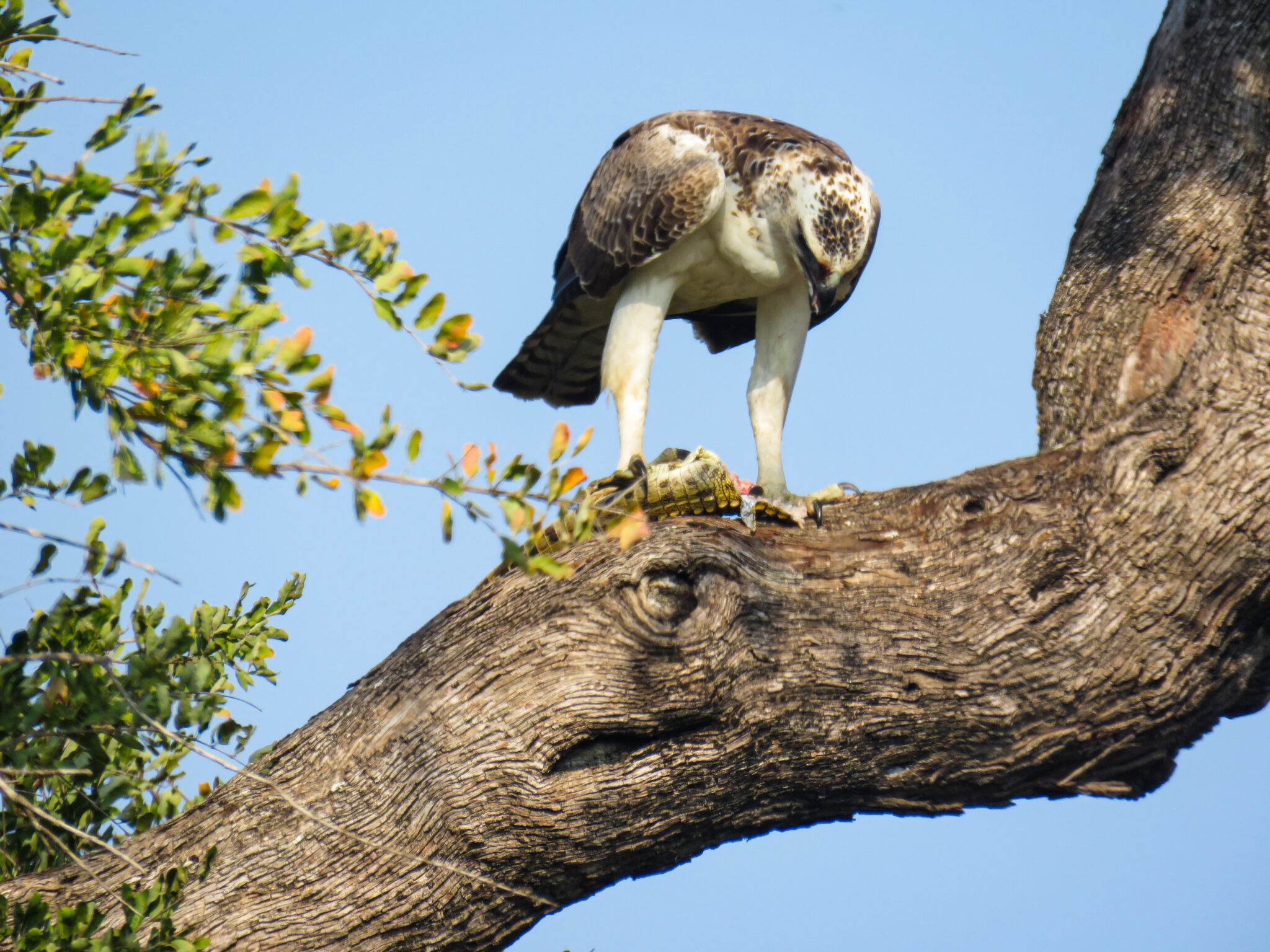 Eagle Eats Crocodile in Tree