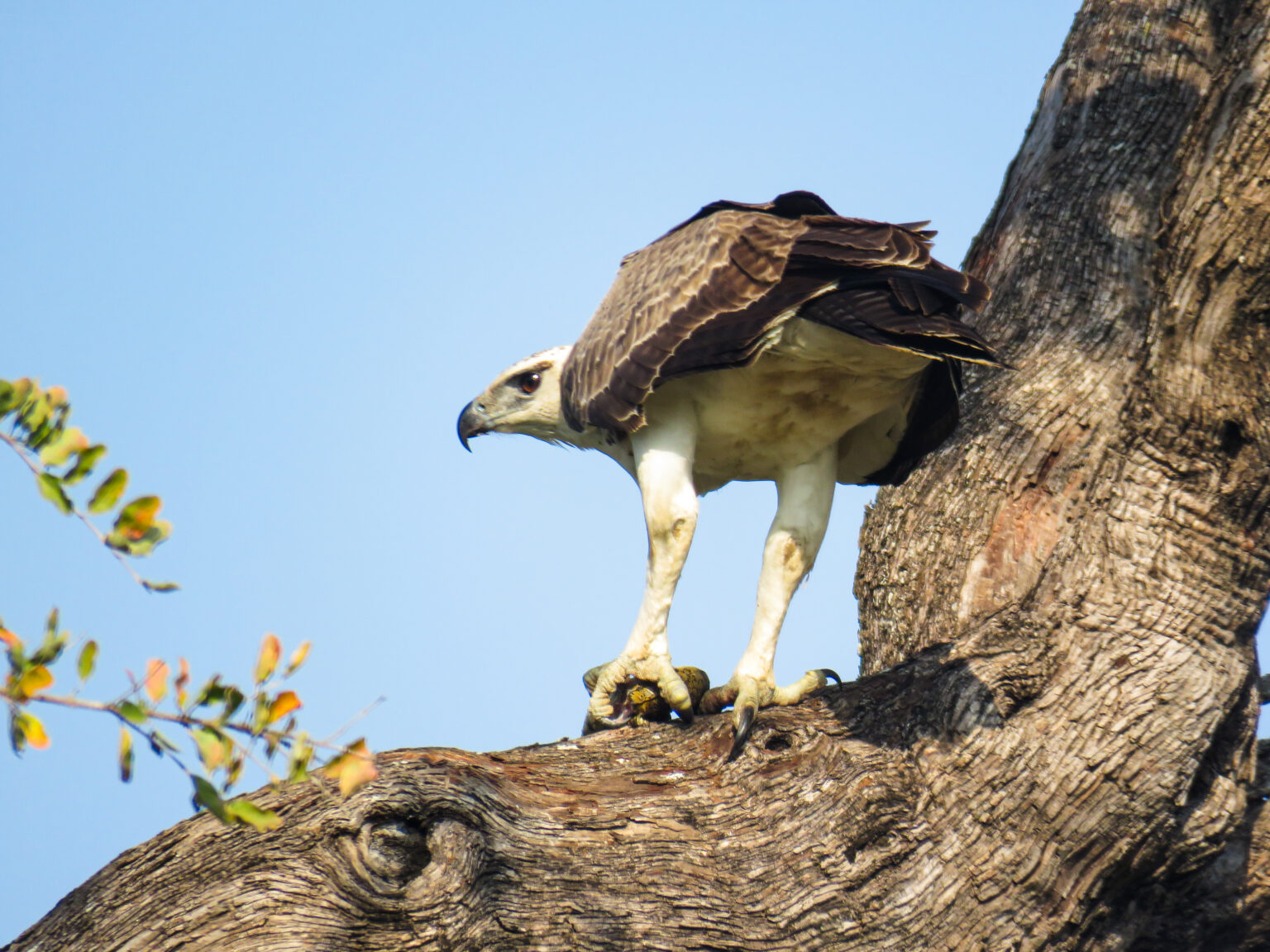 Eagle Eats Crocodile in Tree
