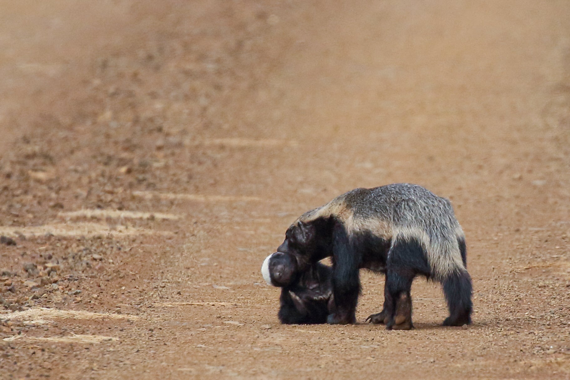 Proud Honey Badger Mom Shows Off Baby in the Road