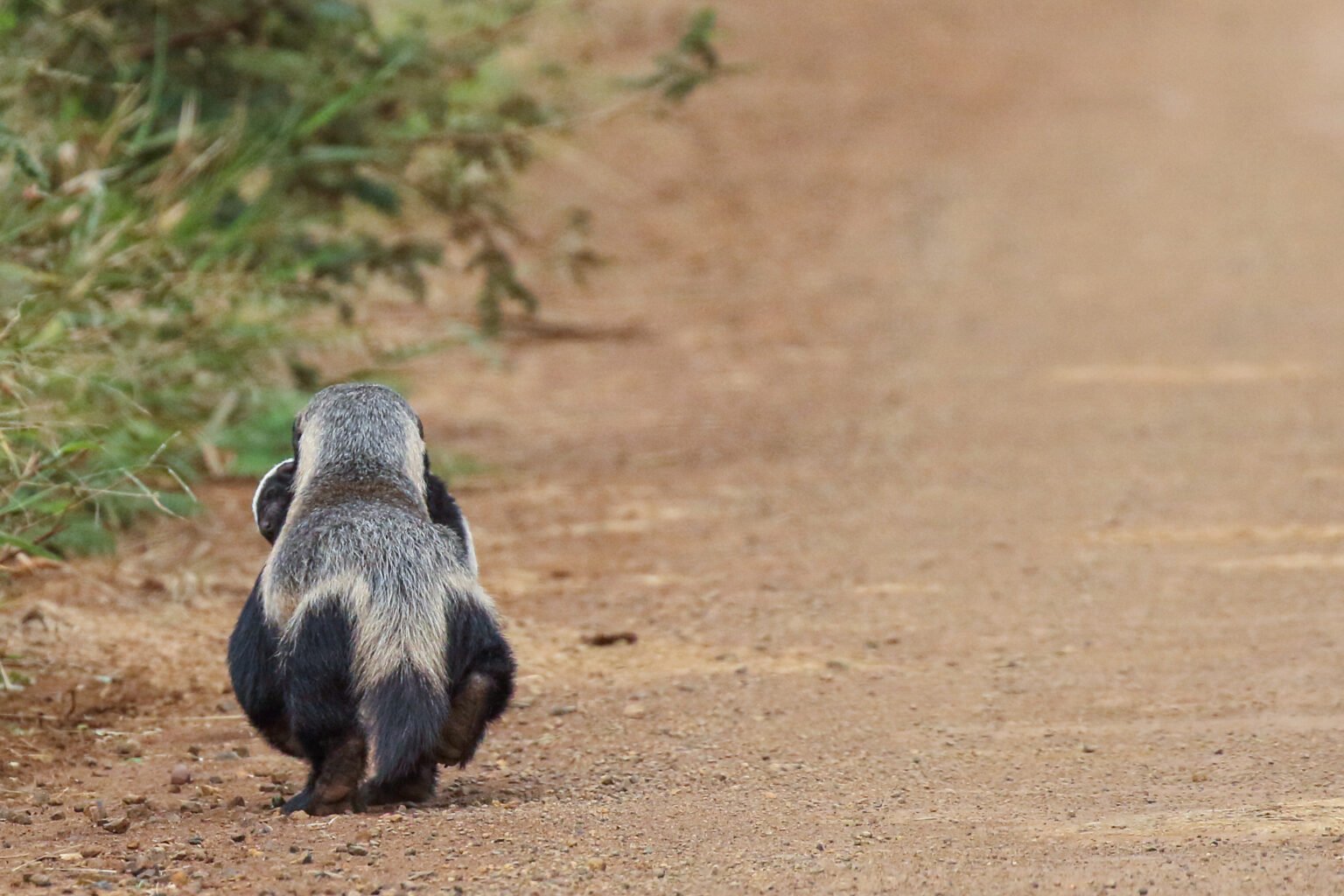 Proud Honey Badger Mom Shows Off Baby in the Road