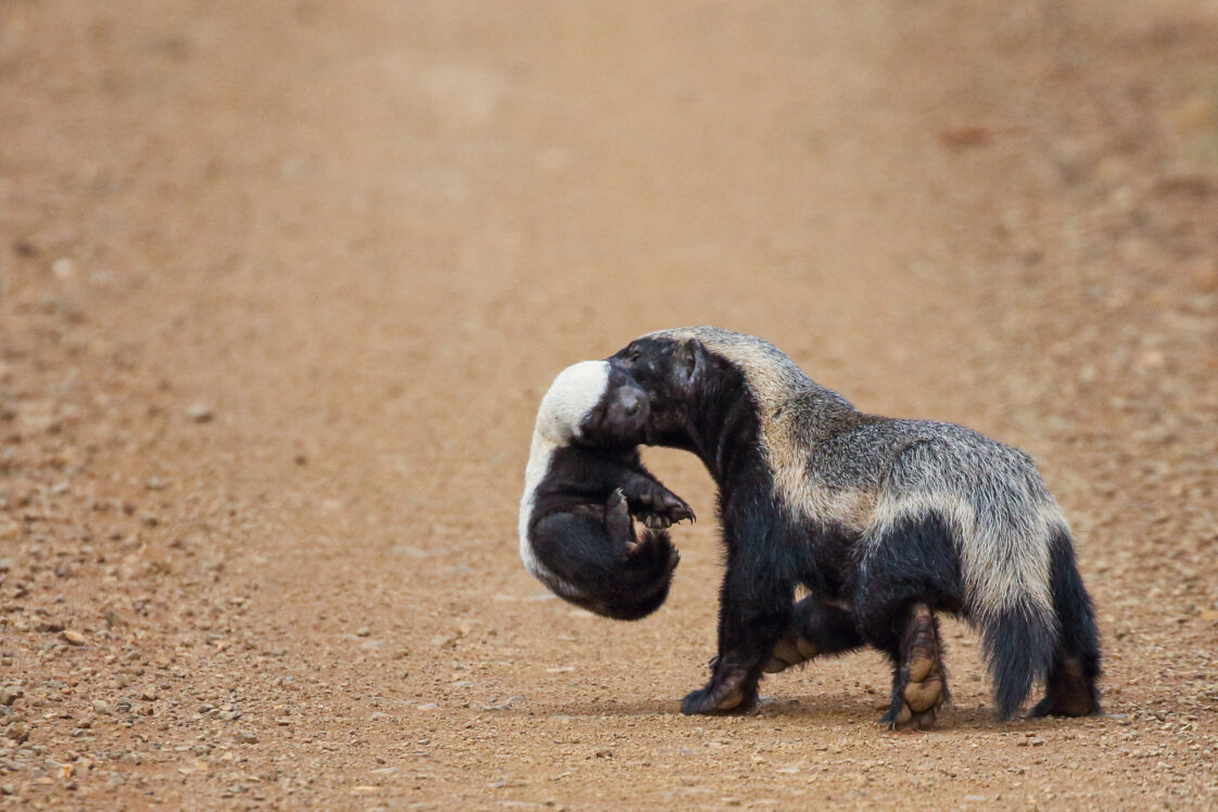 Proud Honey Badger Mom Shows Off Baby in the Road