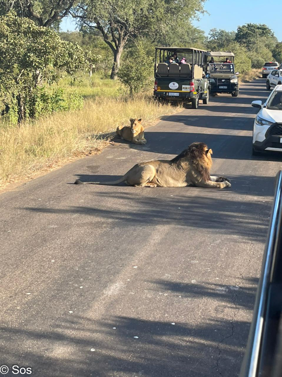 Kruger's Best Camp to See a Hunt - Crocodile Bridge