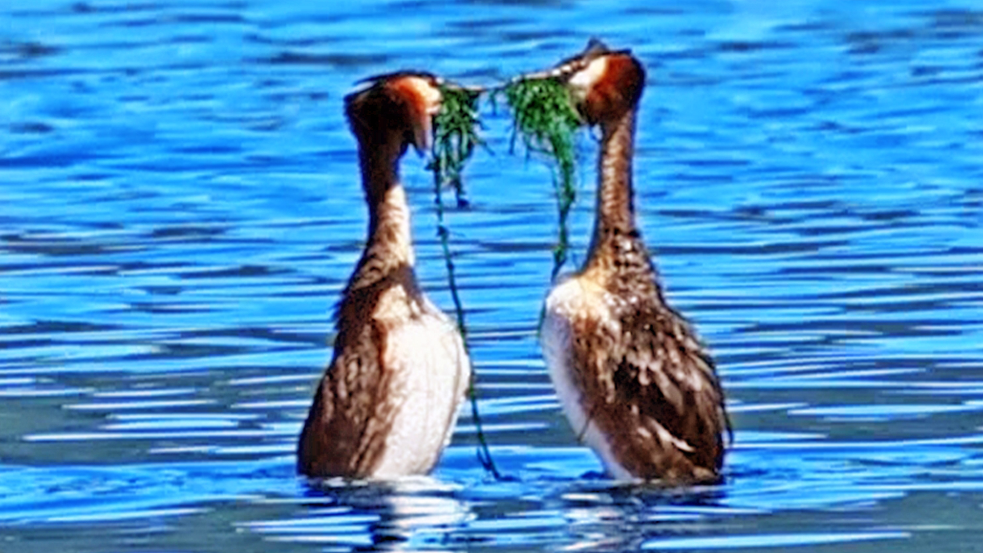Water Birds Show Off Fantastic Rare Courtship Dance