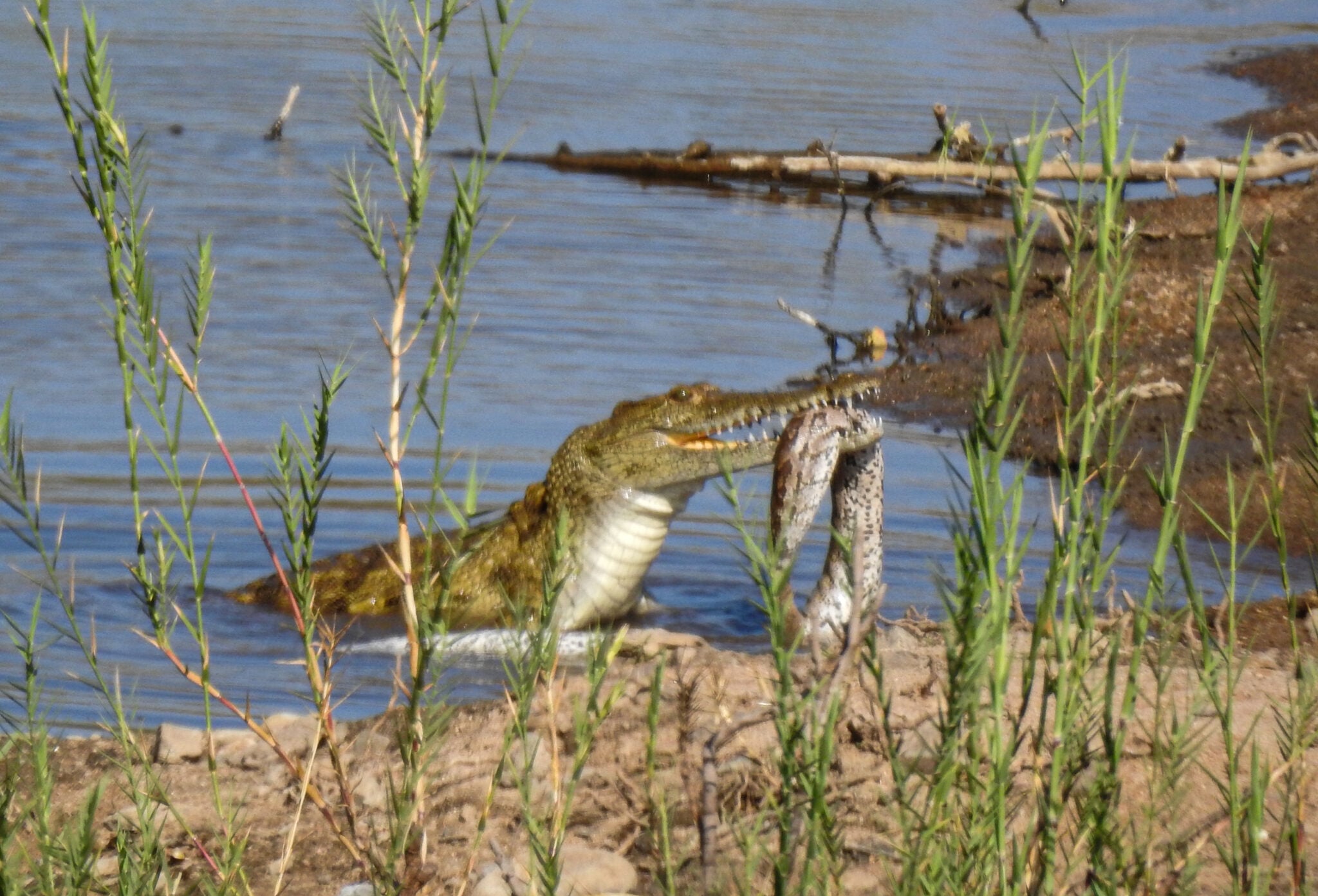 Crocodile Attacks and Kills Huge Snake