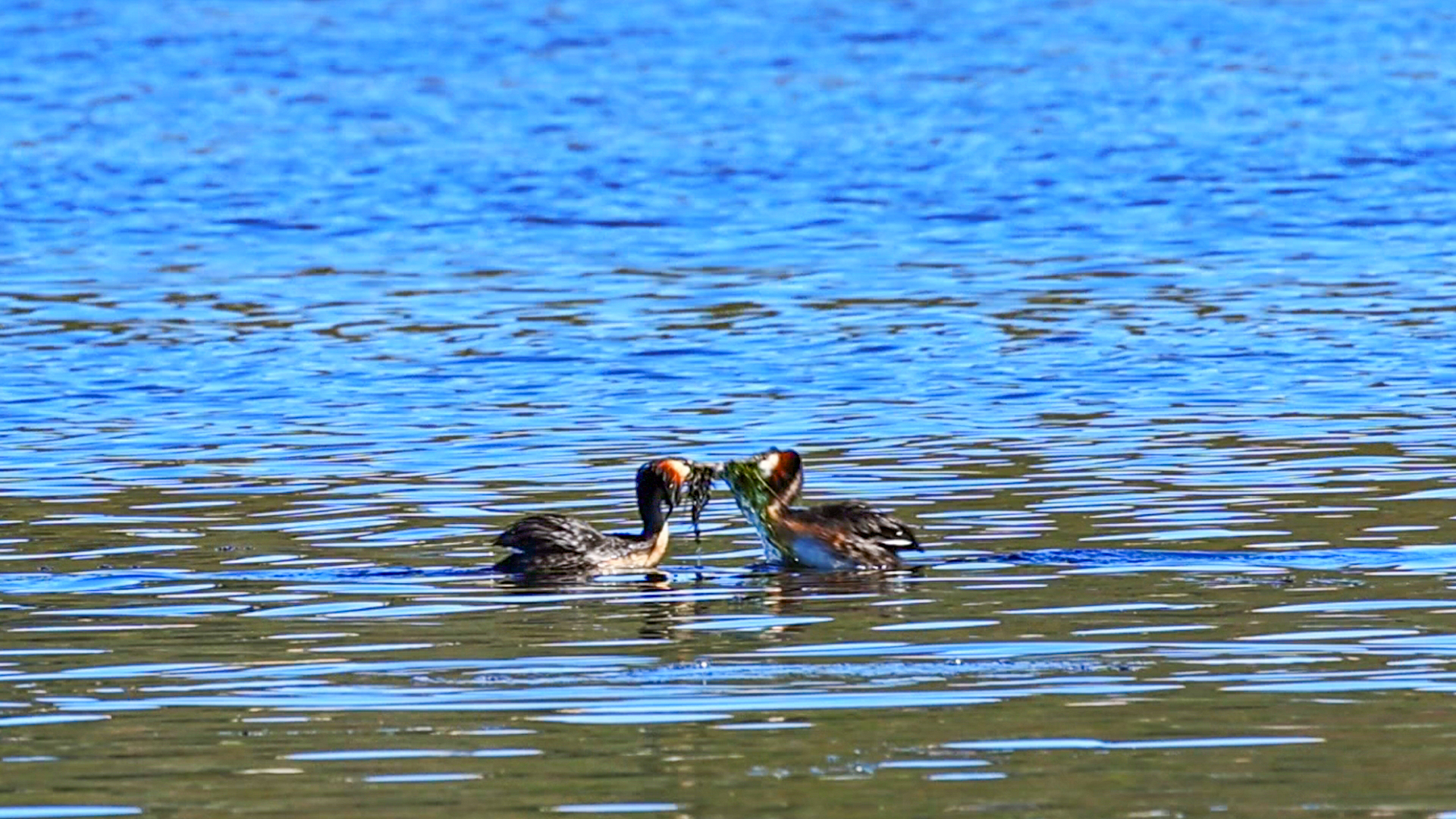 Water Birds Show Off Fantastic Rare Courtship Dance