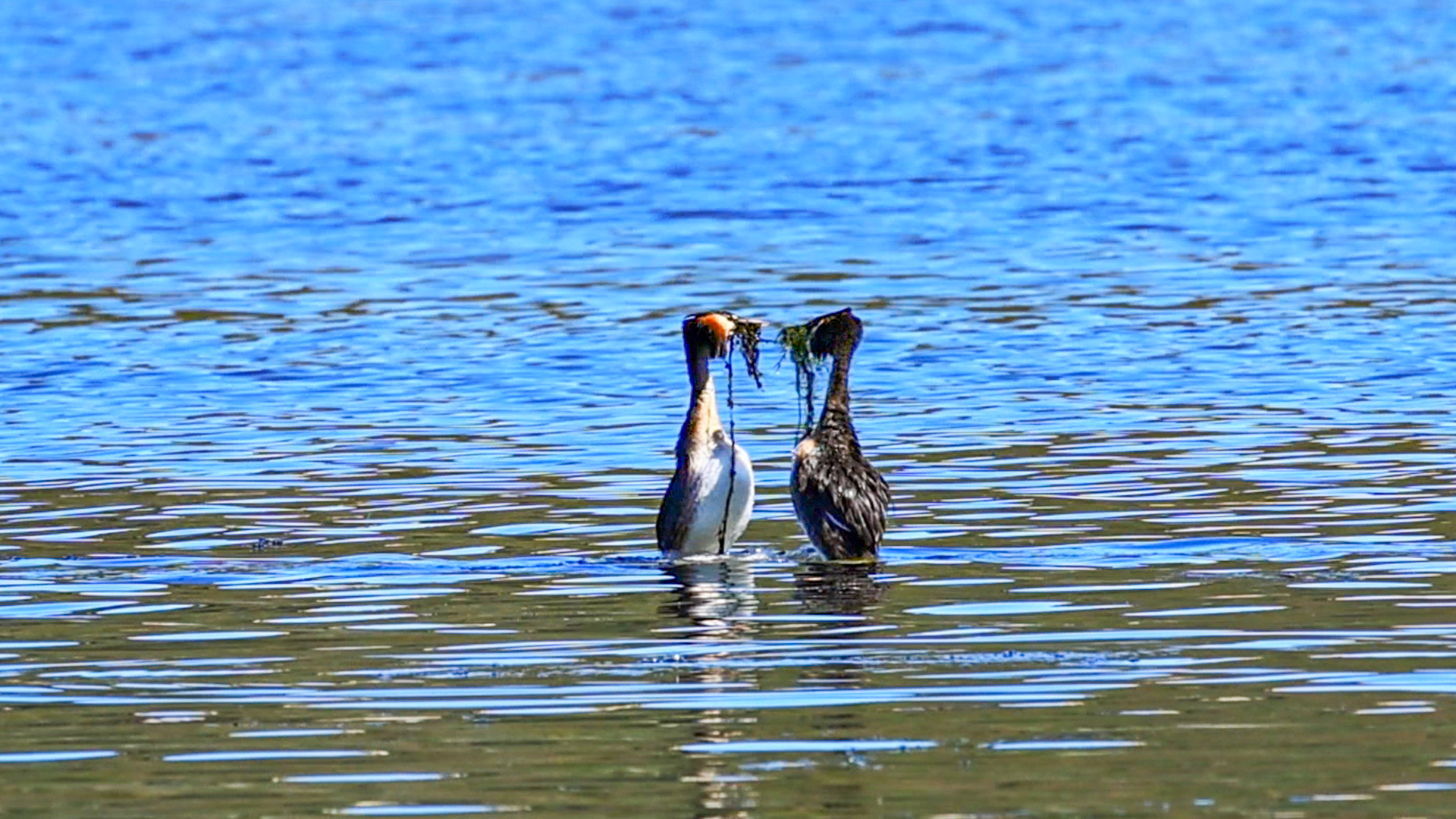 Water Birds Show Off Fantastic Rare Courtship Dance