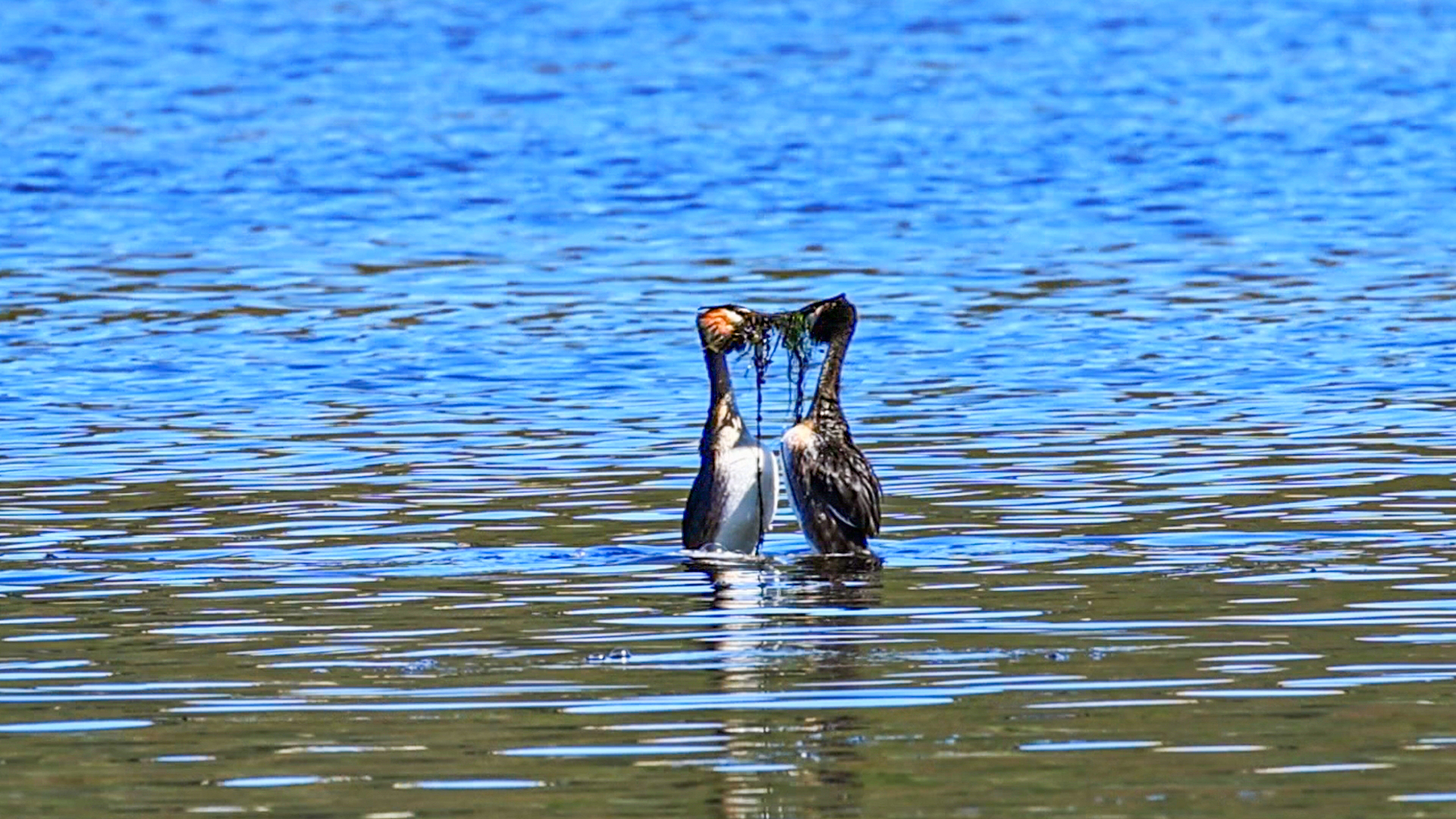 Water Birds Show Off Fantastic Rare Courtship Dance