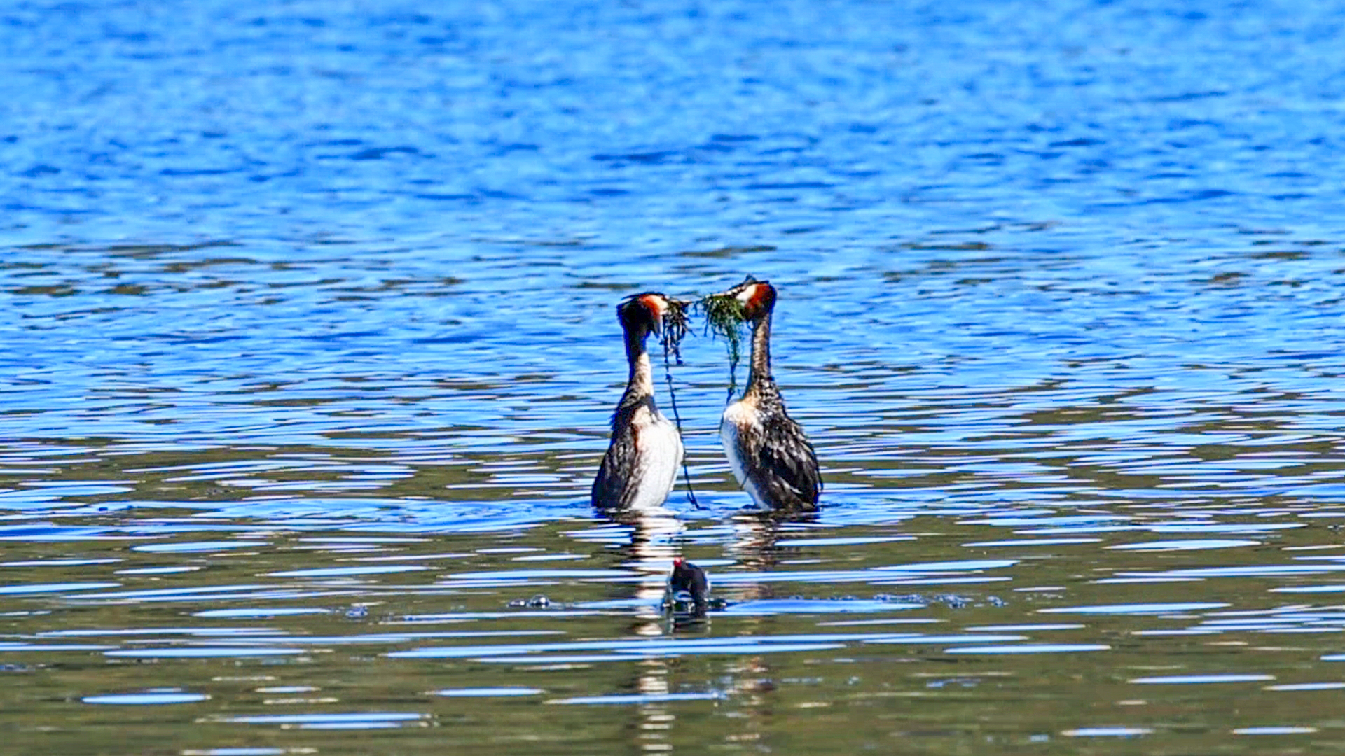 Water Birds Show Off Fantastic Rare Courtship Dance