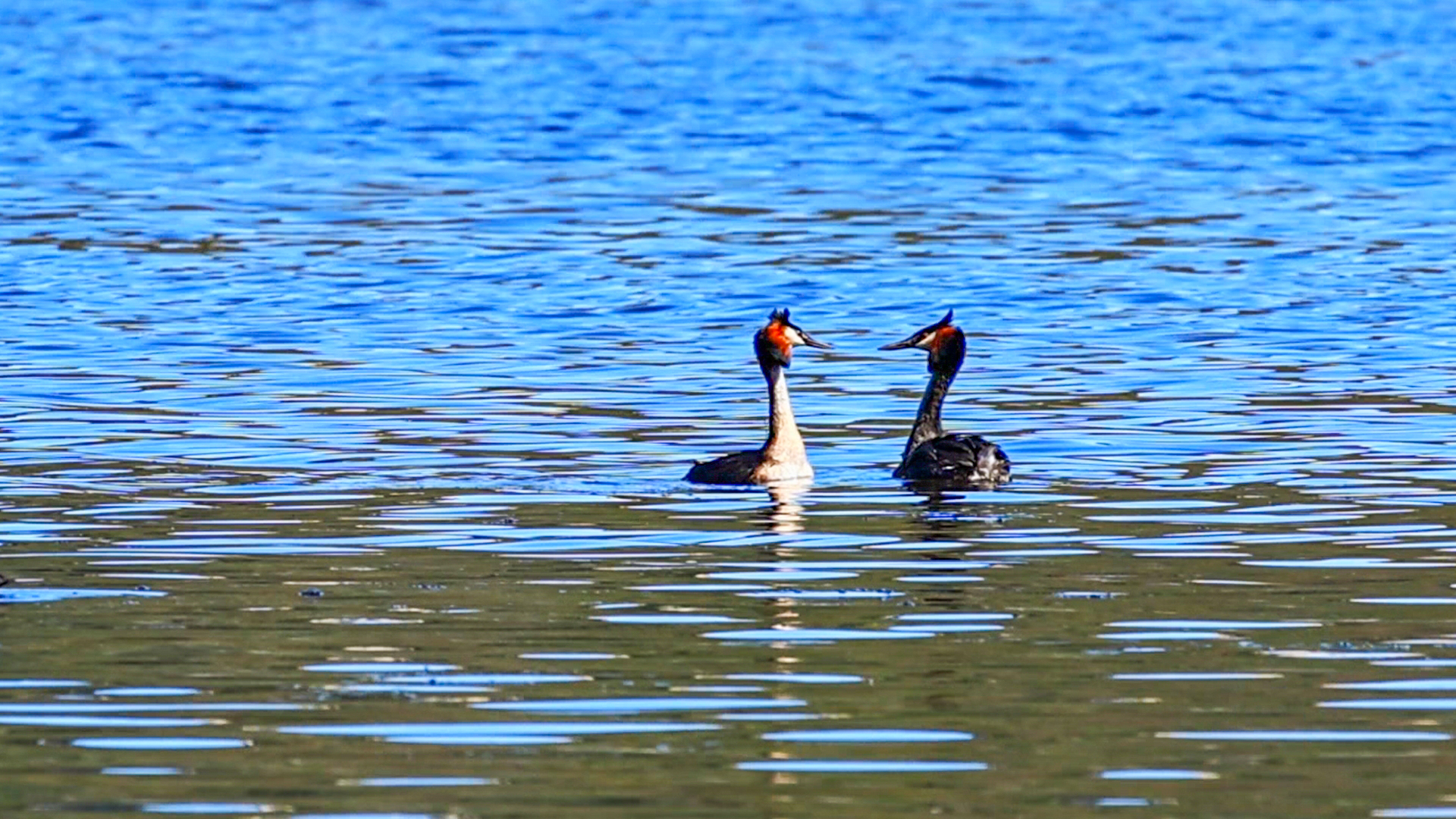 Water Birds Show Off Fantastic Rare Courtship Dance