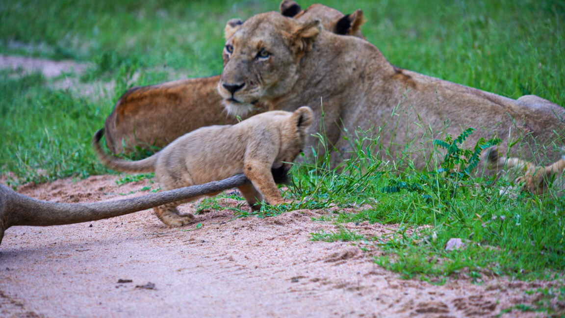 Cubs Reunite with Pride and Chaos Follows