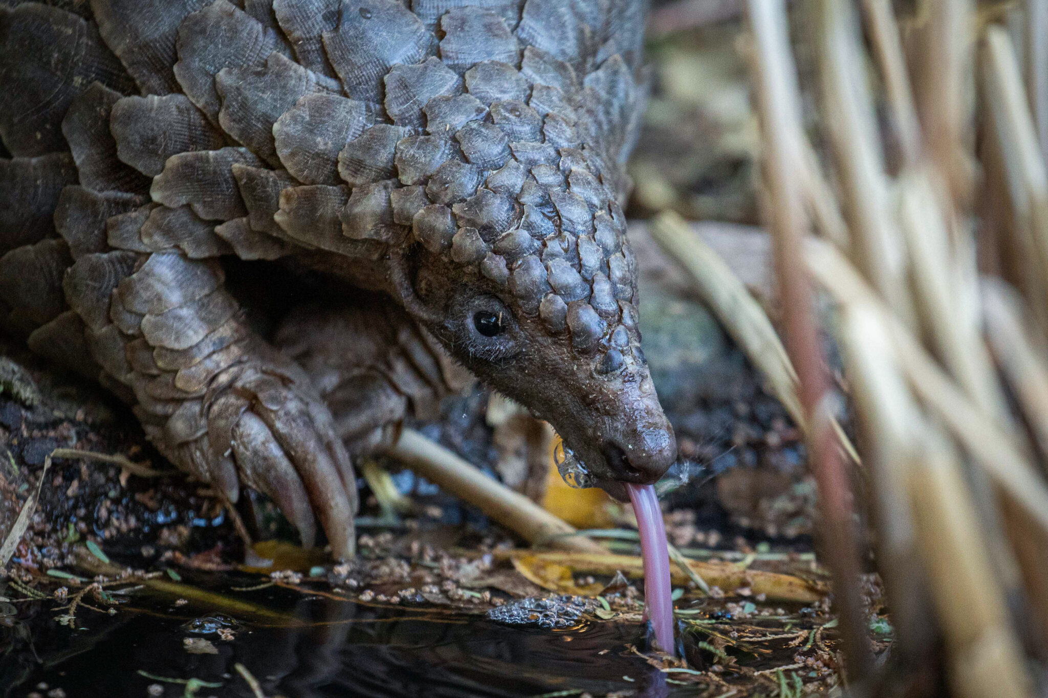 What we know about Pangolins, and why do they Matter?
