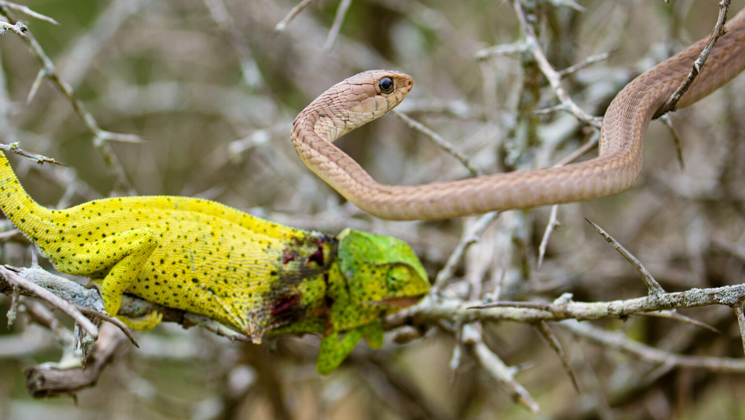 Chameleon Bites Venomous Snake While Being Attacked