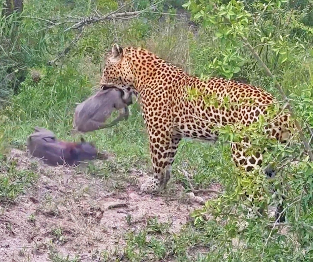 Greedy Leopard Catches an Entire Warthog Family