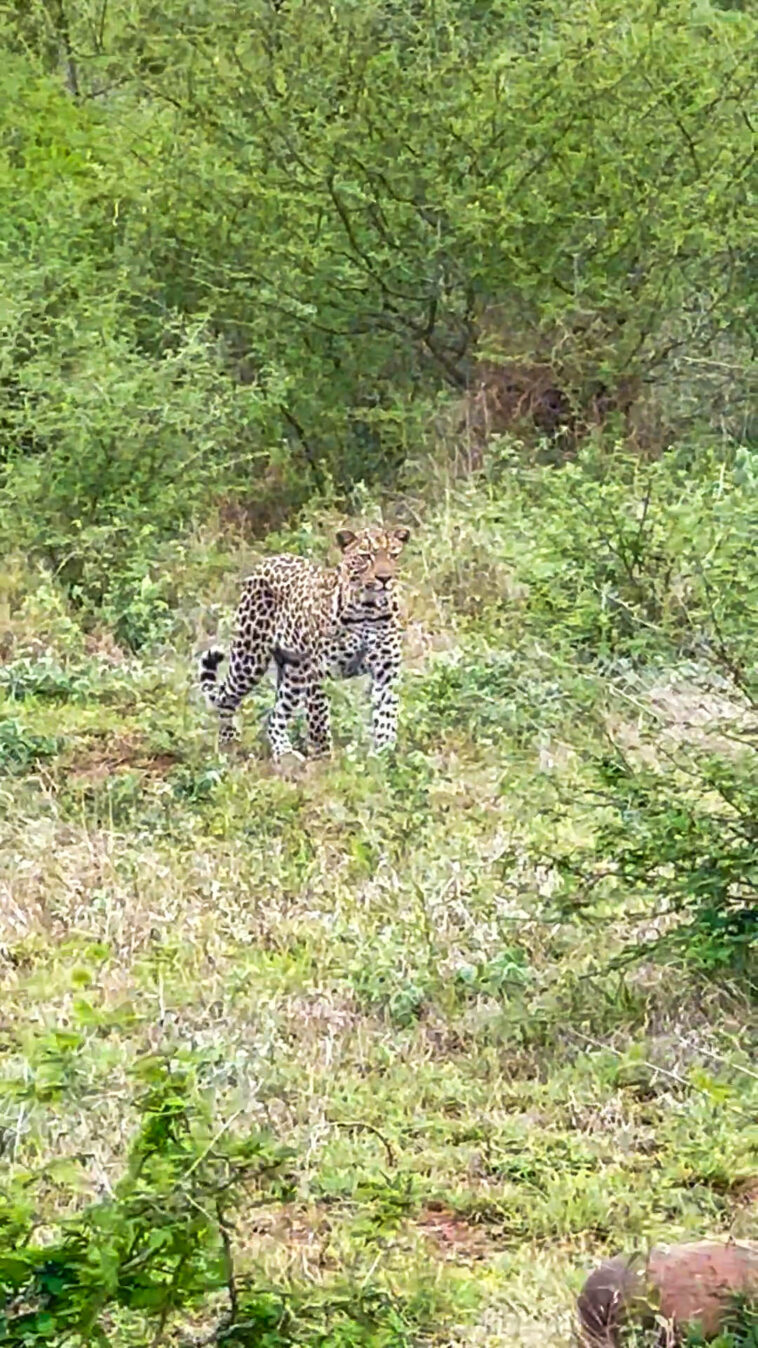 Leopard Tries Hunting Sleeping Wild Dogs