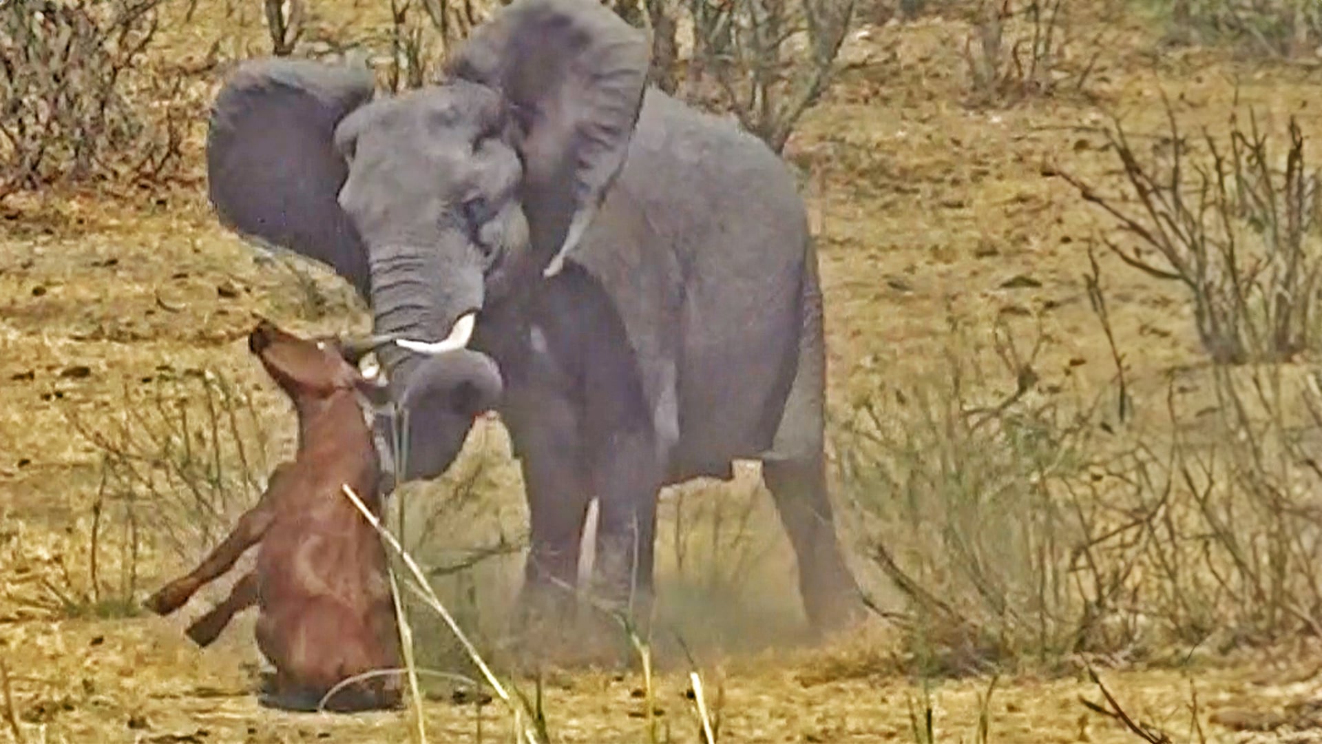 Elephant Stabs and Kills Buffalo