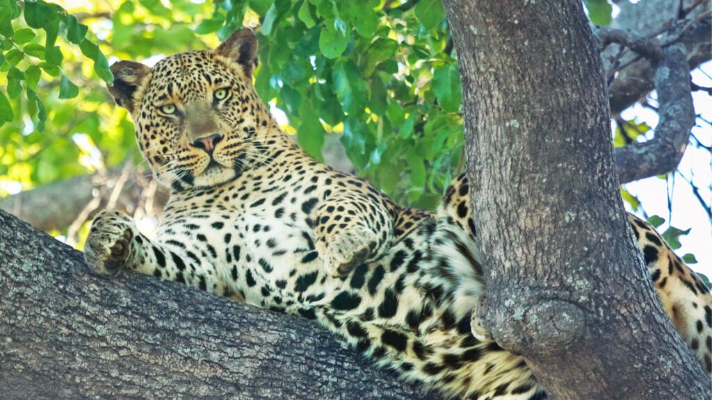 Everything we Learned From 1000’s of Leopard Sightings