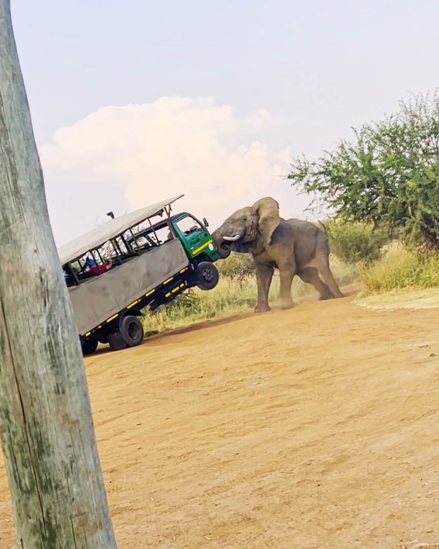 Elephant Almost Flips Truck full of Tourists