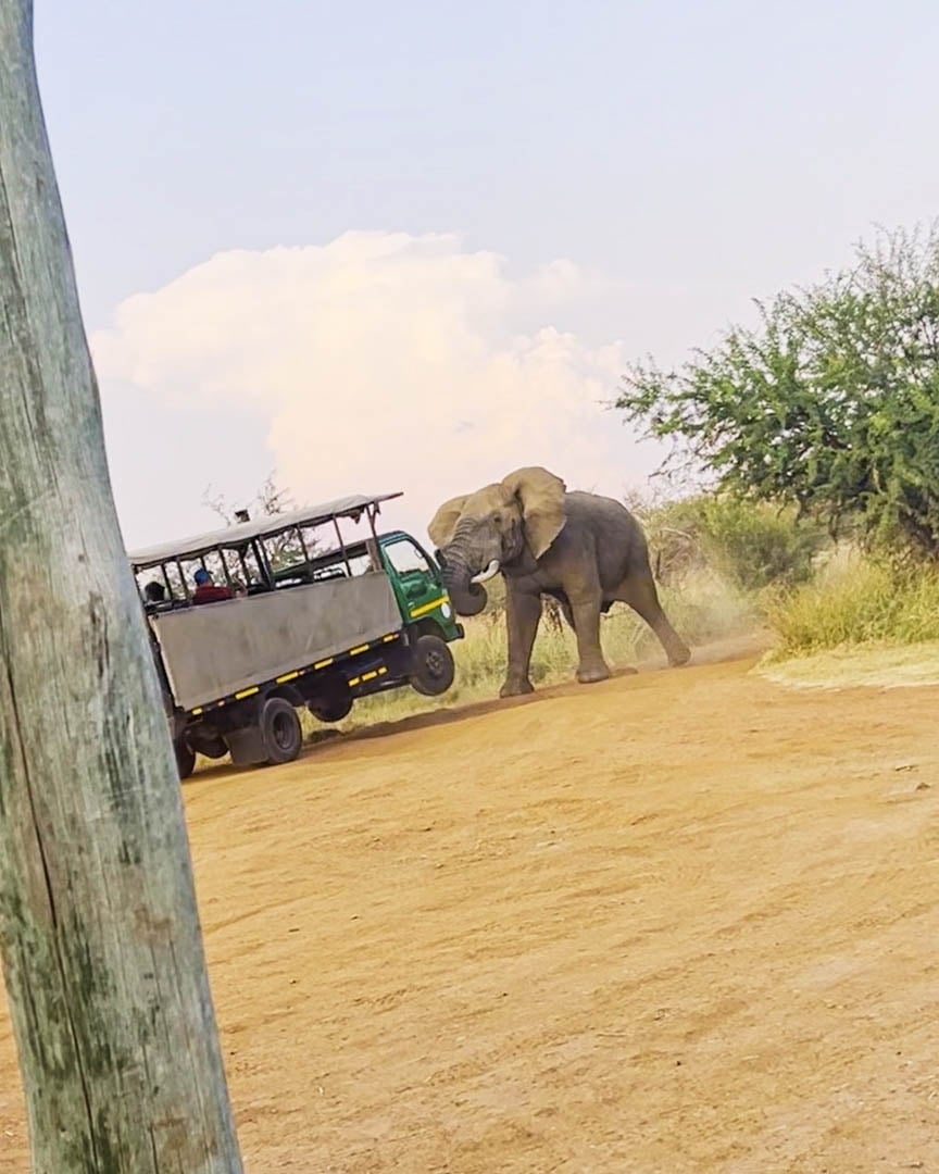 Elephant Almost Flips Truck full of Tourists