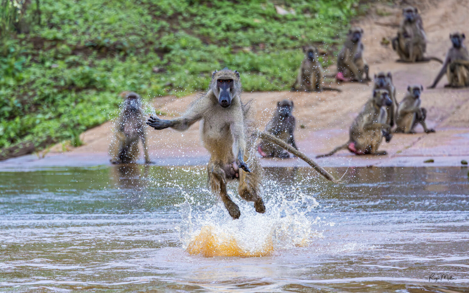 Baboons Hilariously Brave River Crossing