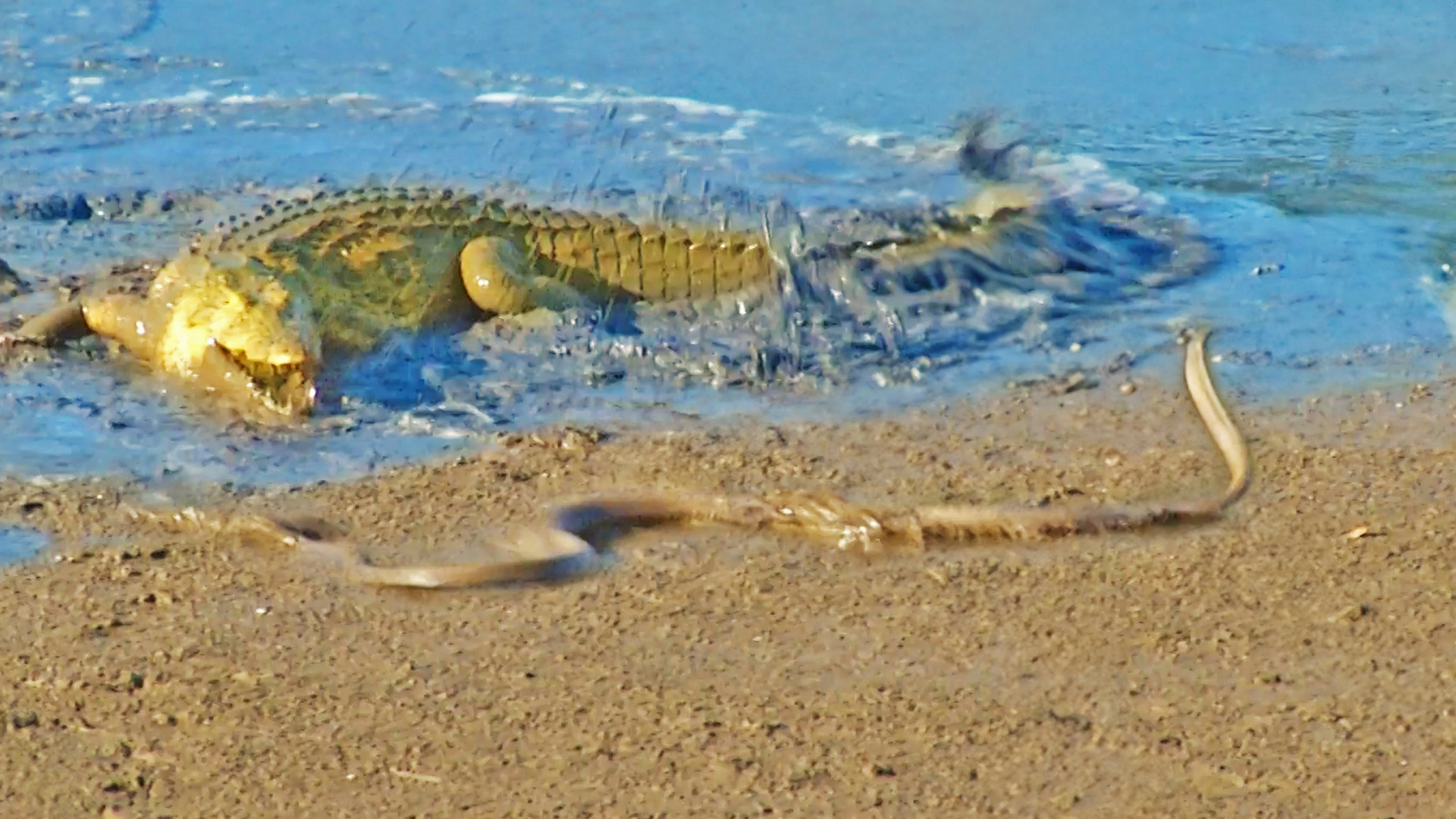 Black Mamba Tries to Escape Crocodile