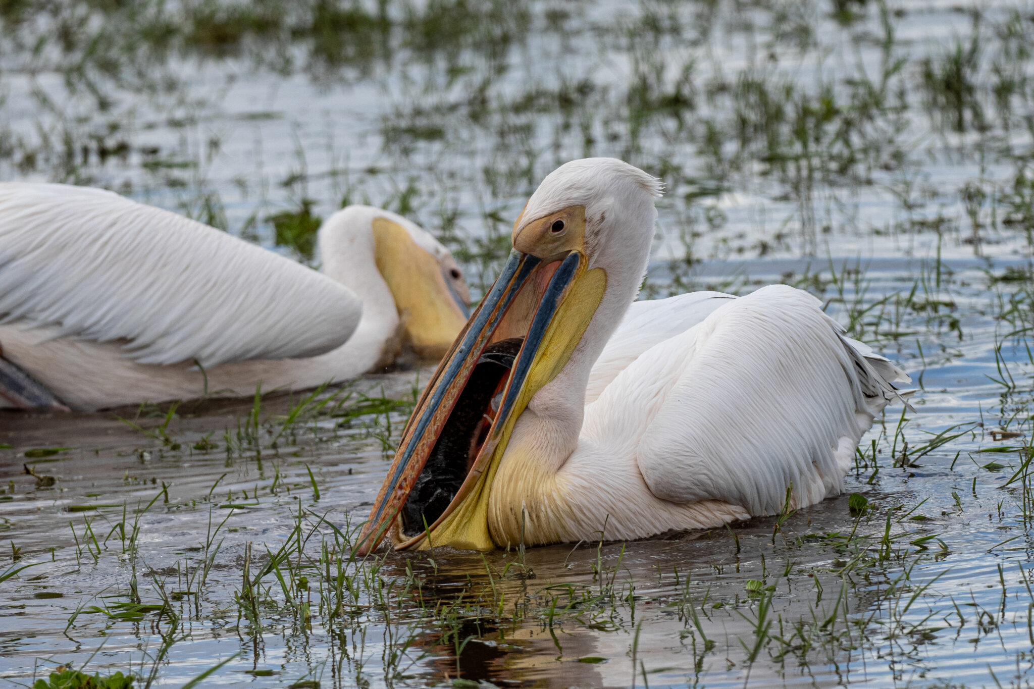 Catfish Fights for Its Life Inside Pelican's Throat Before Being Swallowed