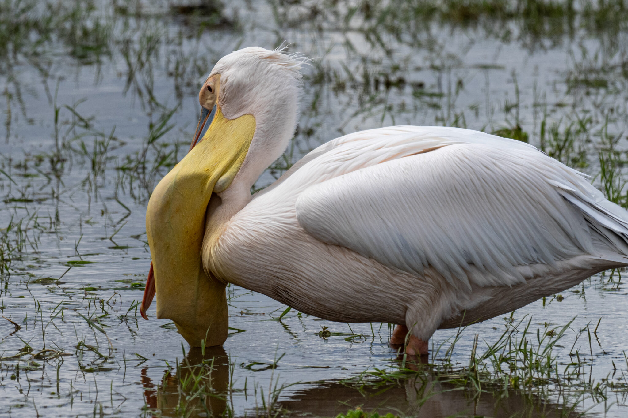 Catfish Fights for Its Life Inside Pelican's Throat Before Being Swallowed