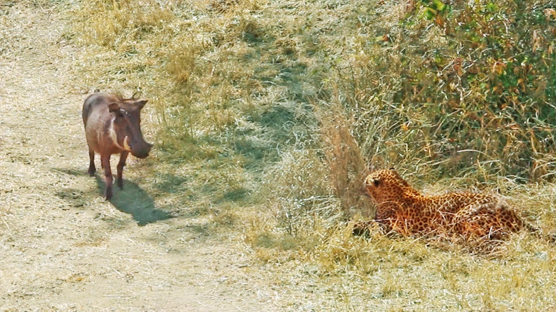 Warthog Walks Right into Leopard