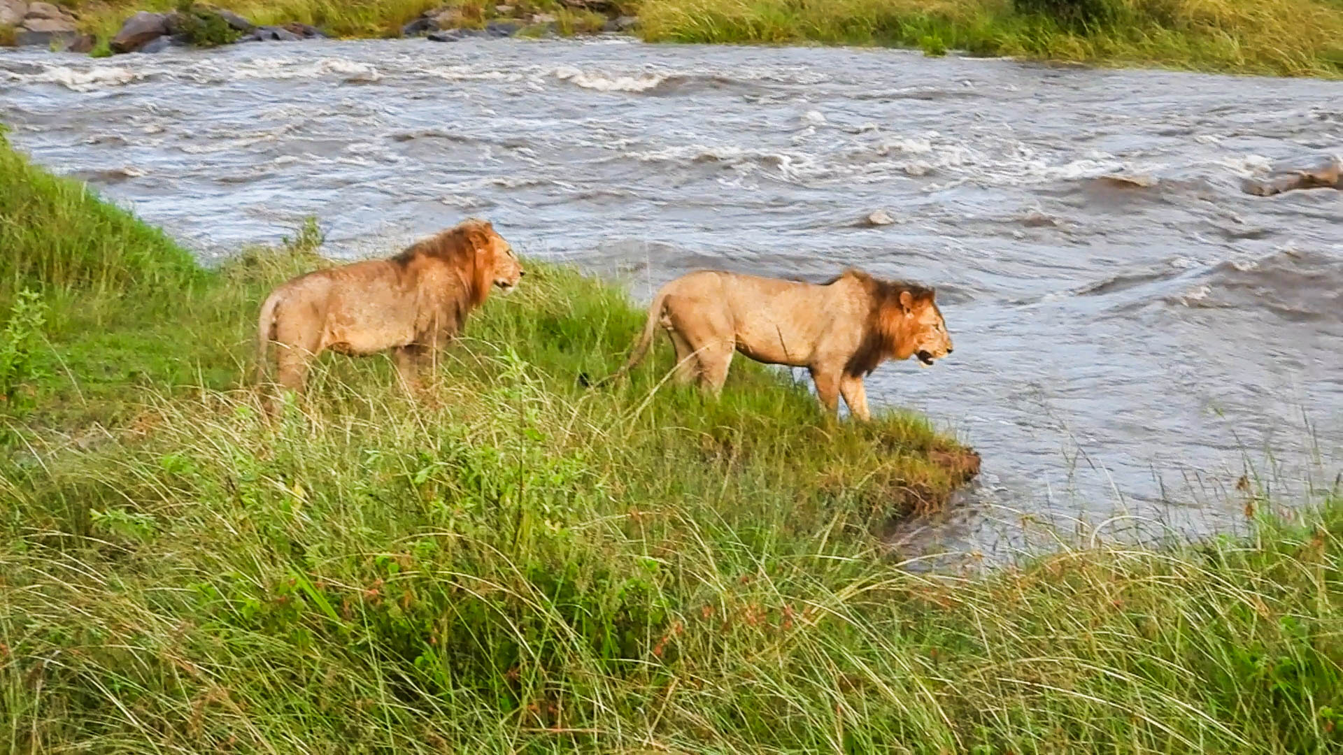 Male Lions Tackle Raging River