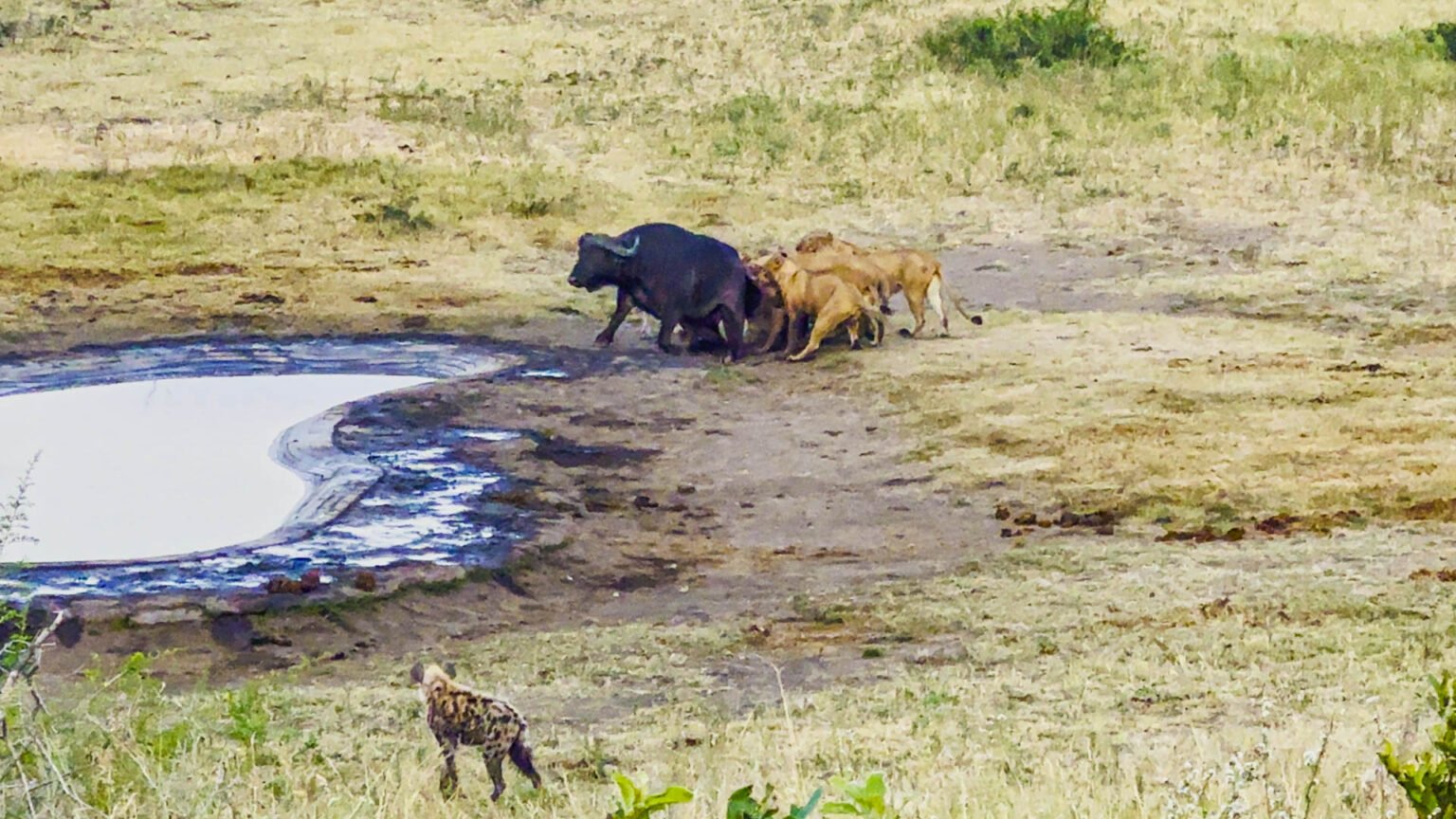 Buffalo Takes One Last Bath