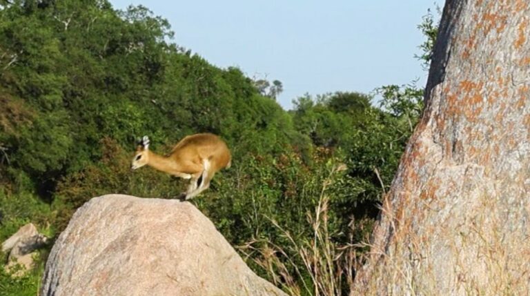 Adorable Antelope Shows Off Rock Climbing Skills